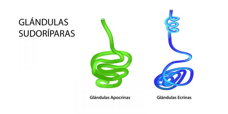Diferencias entre glándulas sudoríparas ecrinas y apocrinas| Driosec